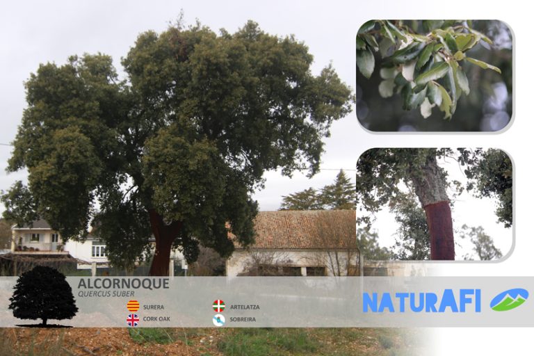 NaturAFI: Alcornoque - Al filo de lo Improbable