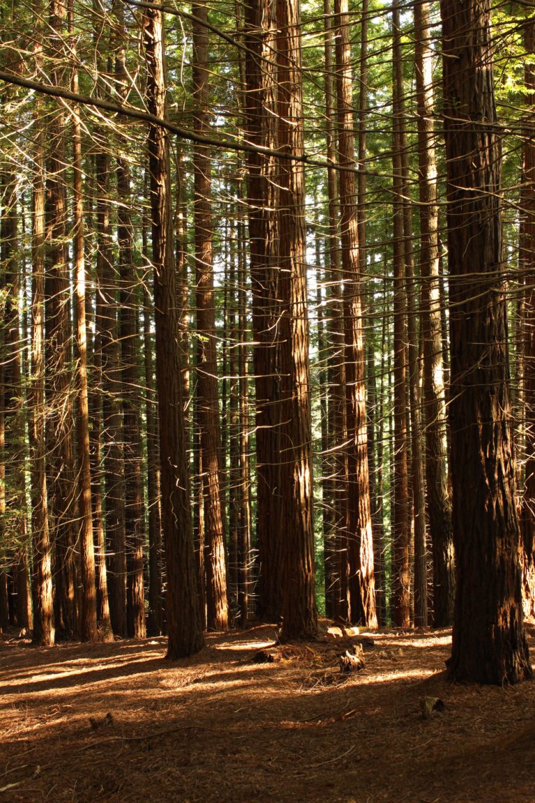 Destino Cantabria: Bosque de Secuoyas de Cabezón de la Sal - Al filo de ...