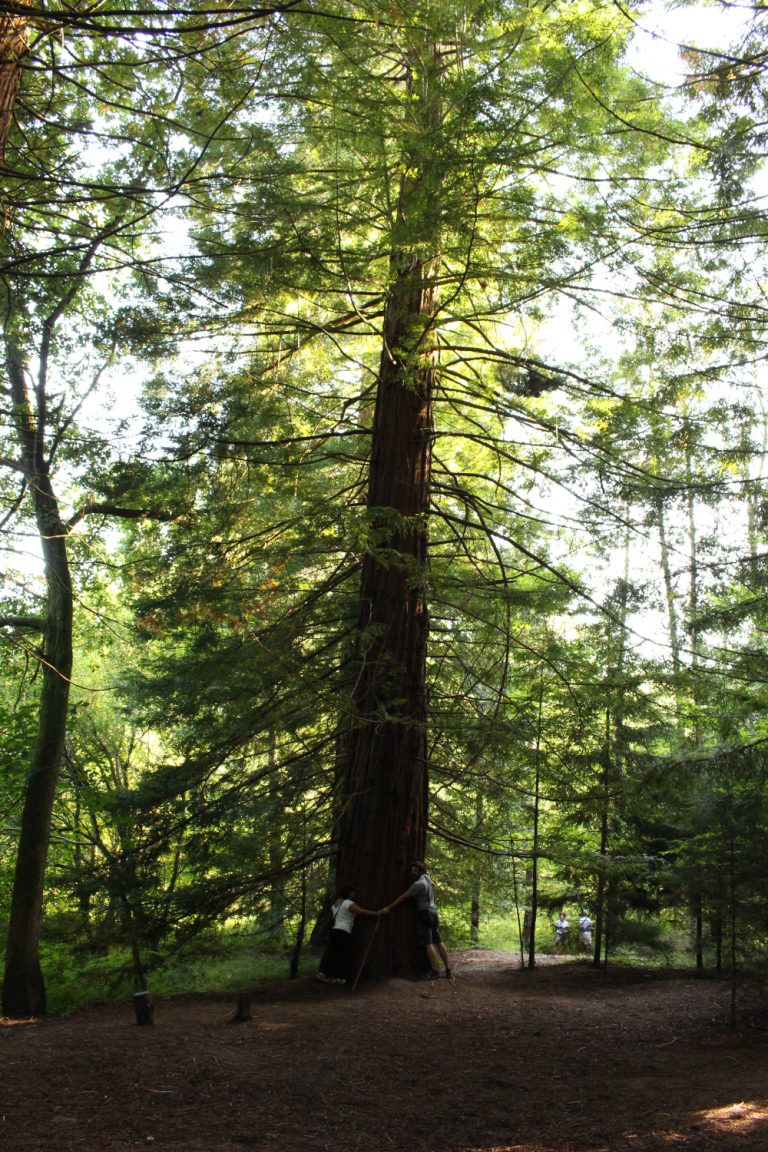Destino Cantabria: Bosque de Secuoyas de Cabezón de la Sal - Al filo de ...